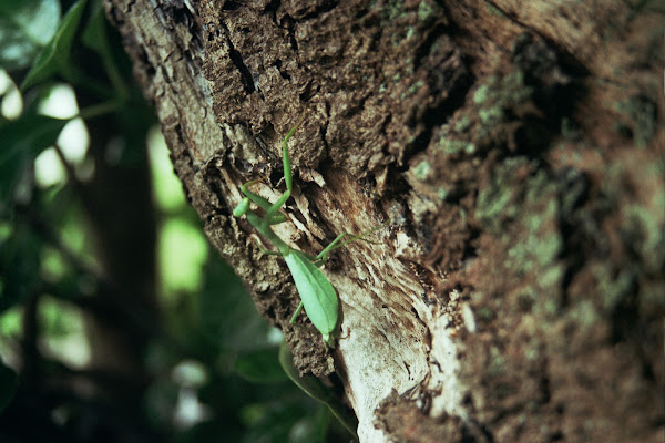 Springbok Mantis | Project Noah