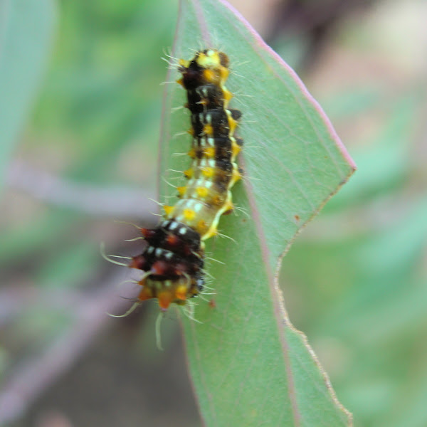 Emperor gum moth (larva) | Project Noah