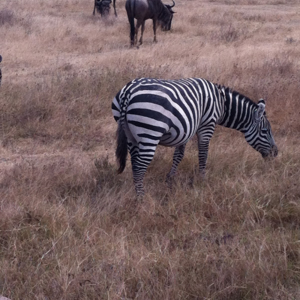 Zebra | Project Noah