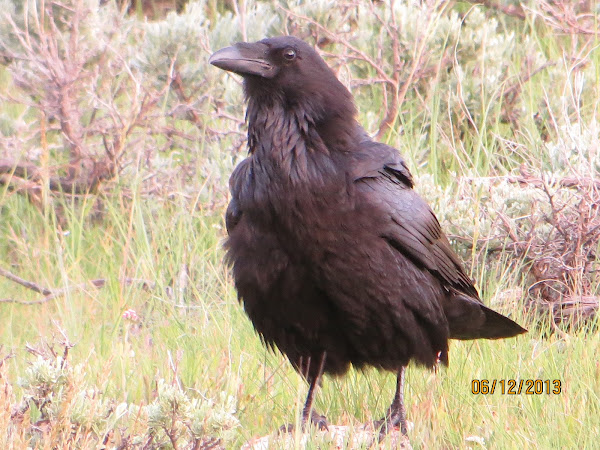 Raven | Project Noah