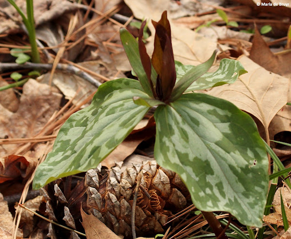 Sweet Betsy | Project Noah