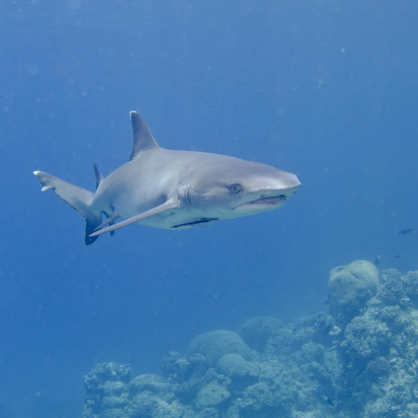 Sharks of the World: the ocean guardians | Project Noah