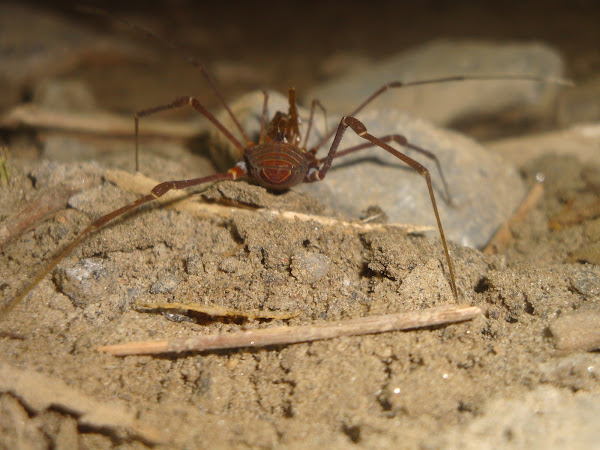 Opilião | Project Noah