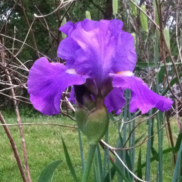 Bearded German Iris | Project Noah