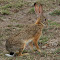 African Savanna Hare | Project Noah