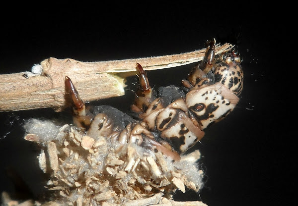 Bagworm moth (1) | Project Noah