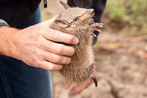 Screaming Hairy Armadillo | Project Noah
