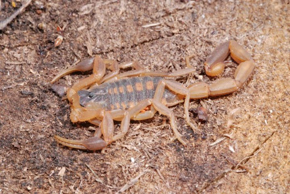 Striped bark scorpion | Project Noah