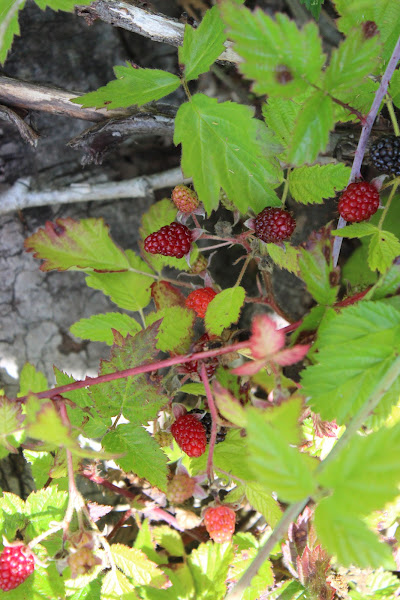 Trailing Blackberry | Project Noah