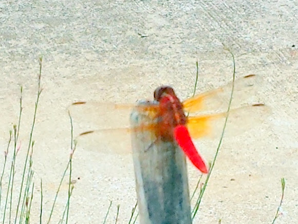 Neon Skimmer Dragonfly | Project Noah