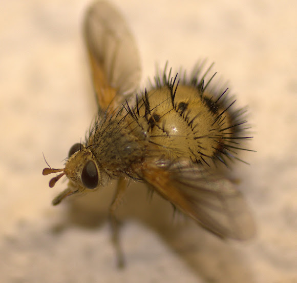 Hedgehog Fly or Tachinid Fly | Project Noah