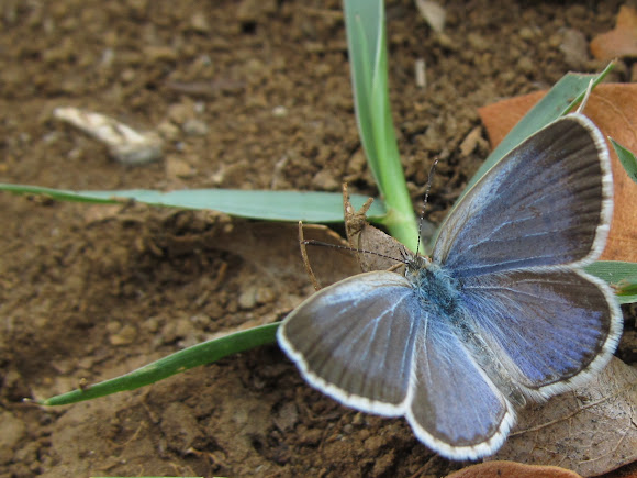 blue copper butterfly | Project Noah