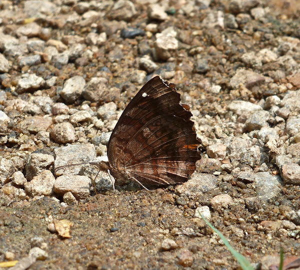 Angled Castor | Project Noah