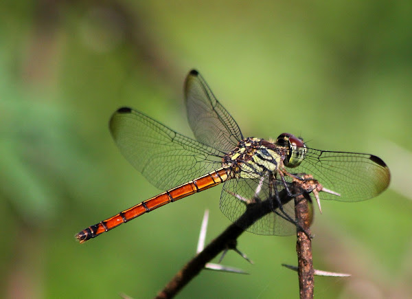 Asiatic Blood Tail (Female) | Project Noah