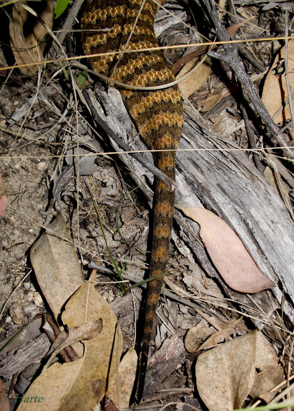 Common Death Adder | Project Noah