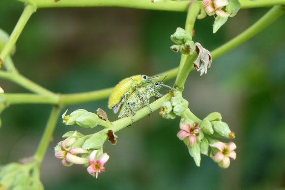 Golden Glitter/Gold Dust Weevil | Project Noah