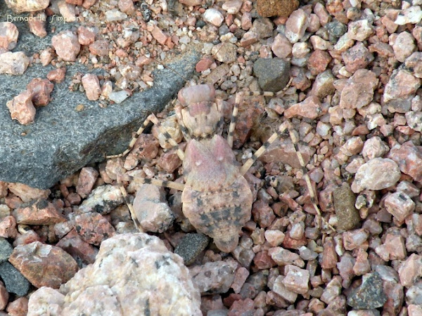 Desert Mantis | Project Noah