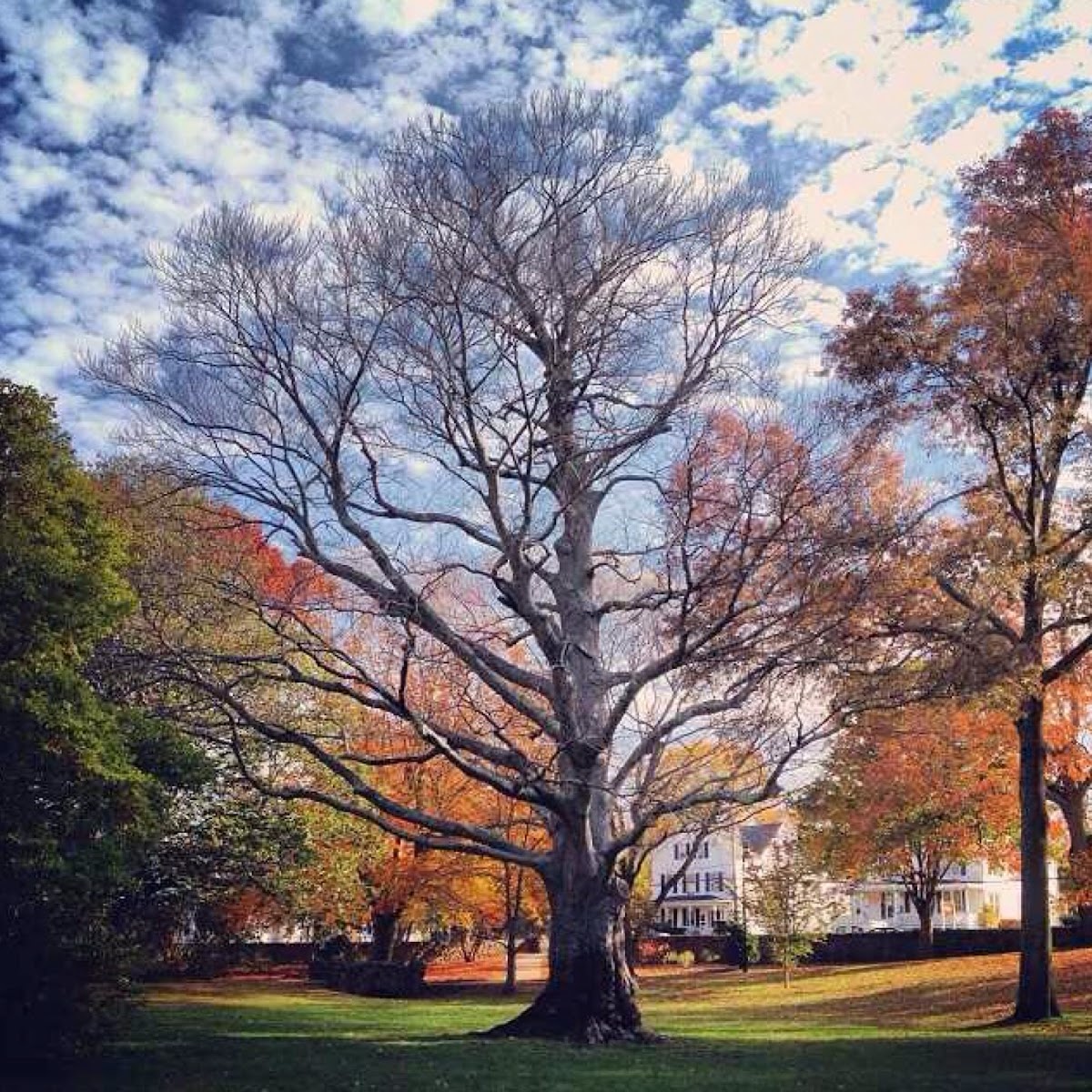 American Beech Tree | Project Noah