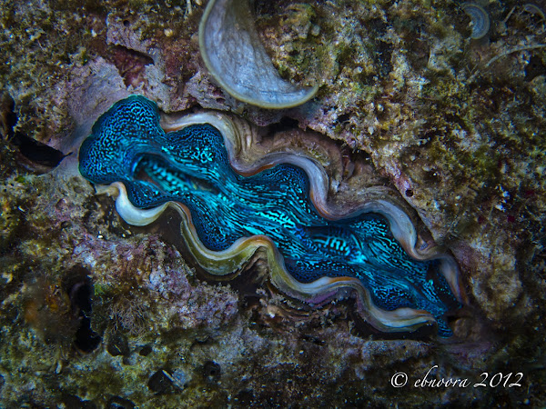 Crocus Clam, Boring Giant Clam | Project Noah