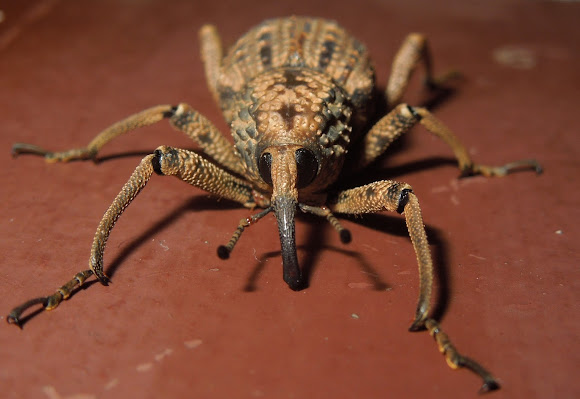 Japanese Giant Weevil | Project Noah