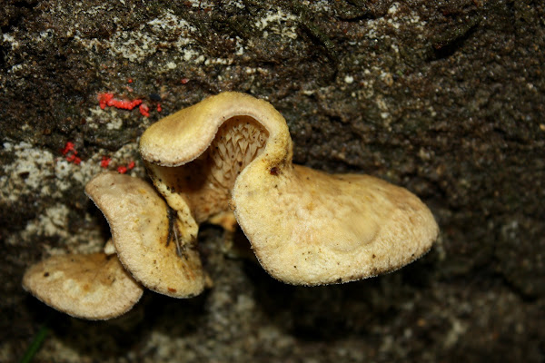 Paxillus panuoides | Project Noah