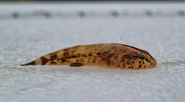 Skilletfish | Project Noah