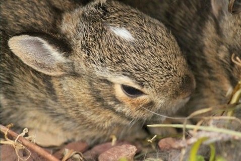 Eastern Cottontail Rabbit infant | Project Noah