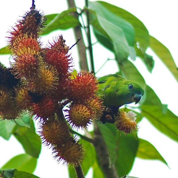 Green Racket-tail | Project Noah