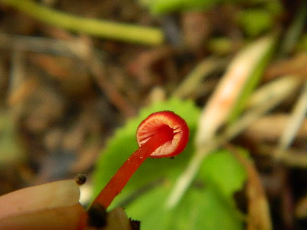 Scarlet Waxy Cap | Project Noah