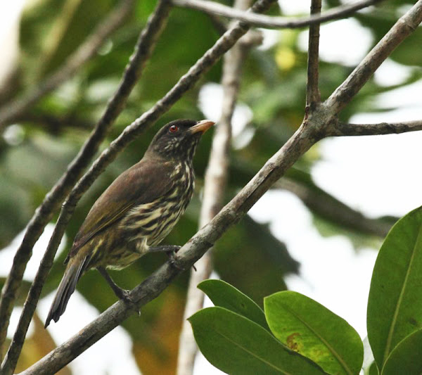 Palmchat | Project Noah