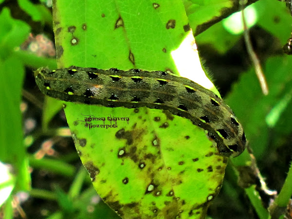 Cluster Caterpillar (Penultimate instar) | Project Noah