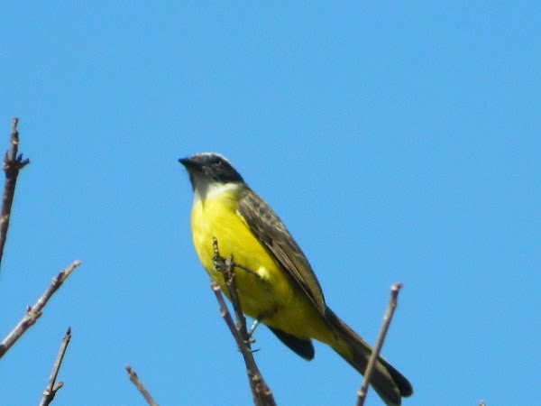 Social Flycatcher | Project Noah