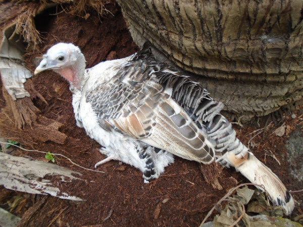 Pabo (Filipino); Turkey (English) | Project Noah