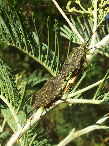 Acacia shield bug | Project Noah