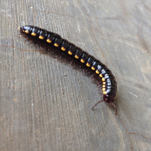 Spotting | Project Noah