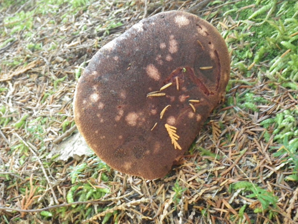 Admirable Bolete | Project Noah