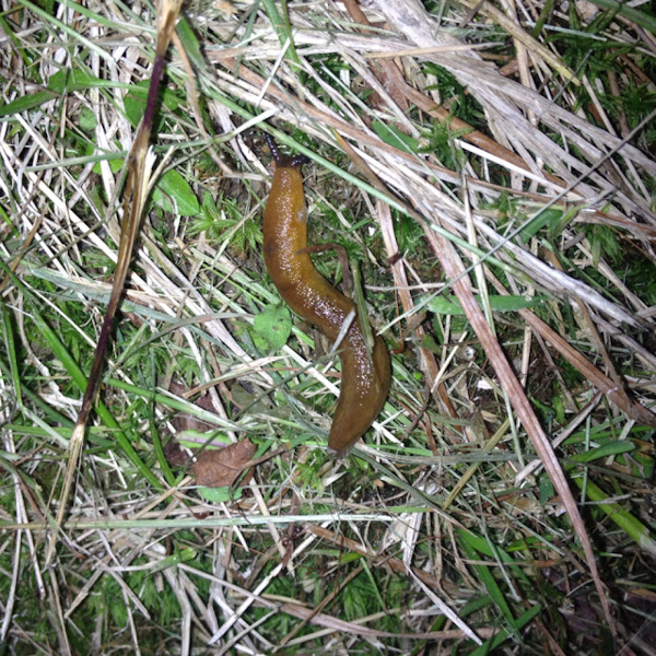 Spotting | Project Noah