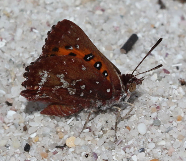 Red copper | Project Noah