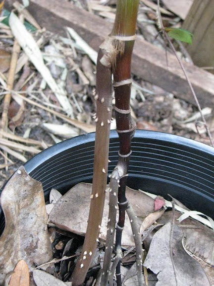 Socratea exorrhizae - DISCUSSING PALM TREES WORLDWIDE - PalmTalk