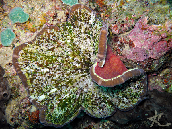 Adhesive Sea Anemone | Project Noah