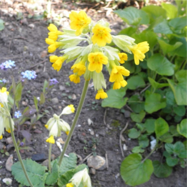 Cowslip | Project Noah