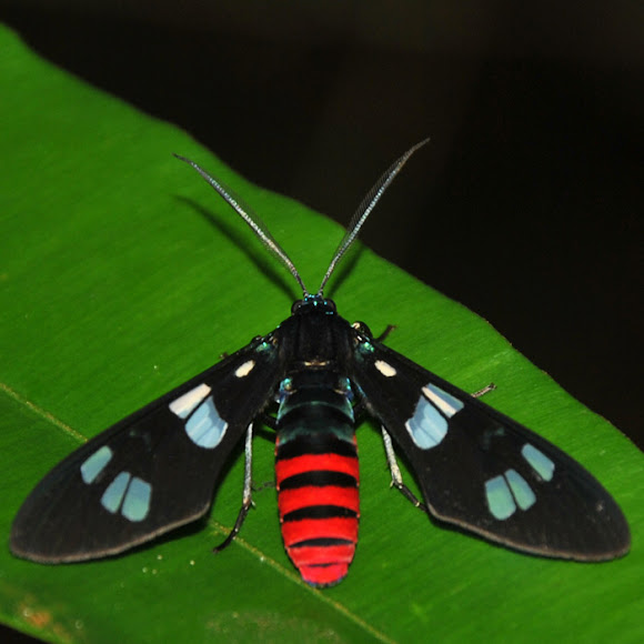 Sulawesi Tiger Moth | Project Noah