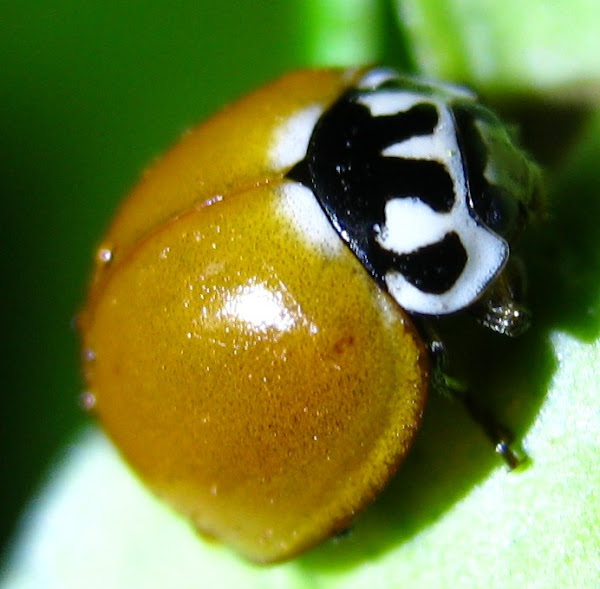 Ladybug | Project Noah