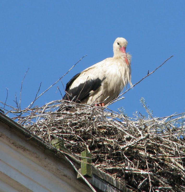 Bocian (in english - stork): Canon PowerShot Talk Forum: Digital ...