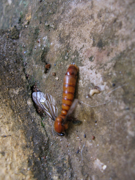 Sausage fly | Project Noah