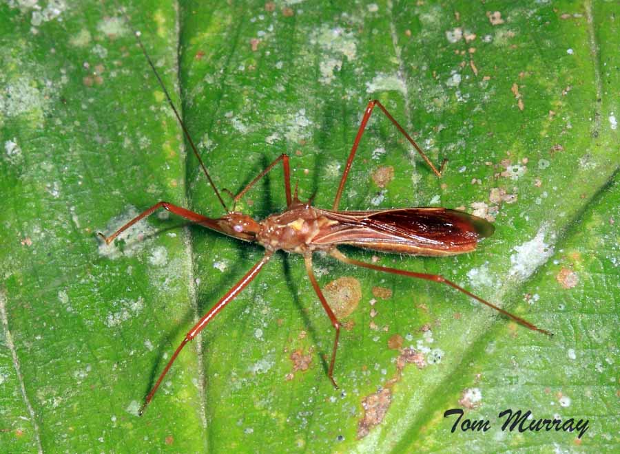 Assassin Bug | Project Noah