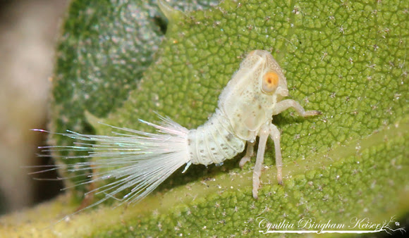 Planthopper nymph | Project Noah