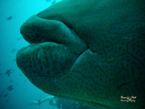 Humphead wrasse, Napoleon fish, Napoleon wrasse , Maori Wrasse ...