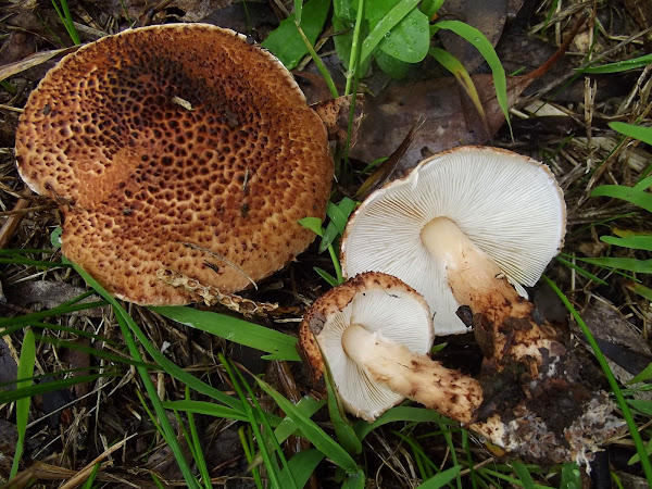 Chestnut dapperling | Project Noah