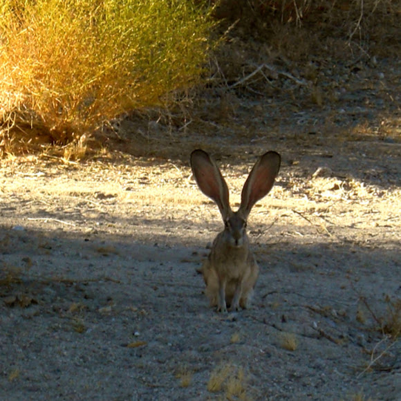 Black-tailed Jack Rabbit | Project Noah